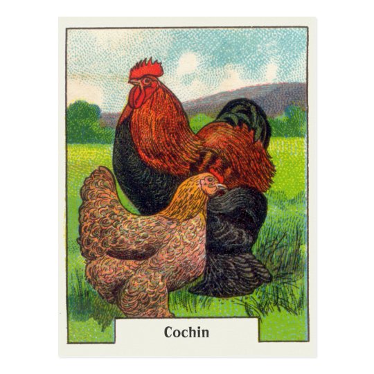 Vintage Cochin Chickens Postcard | Zazzle.com