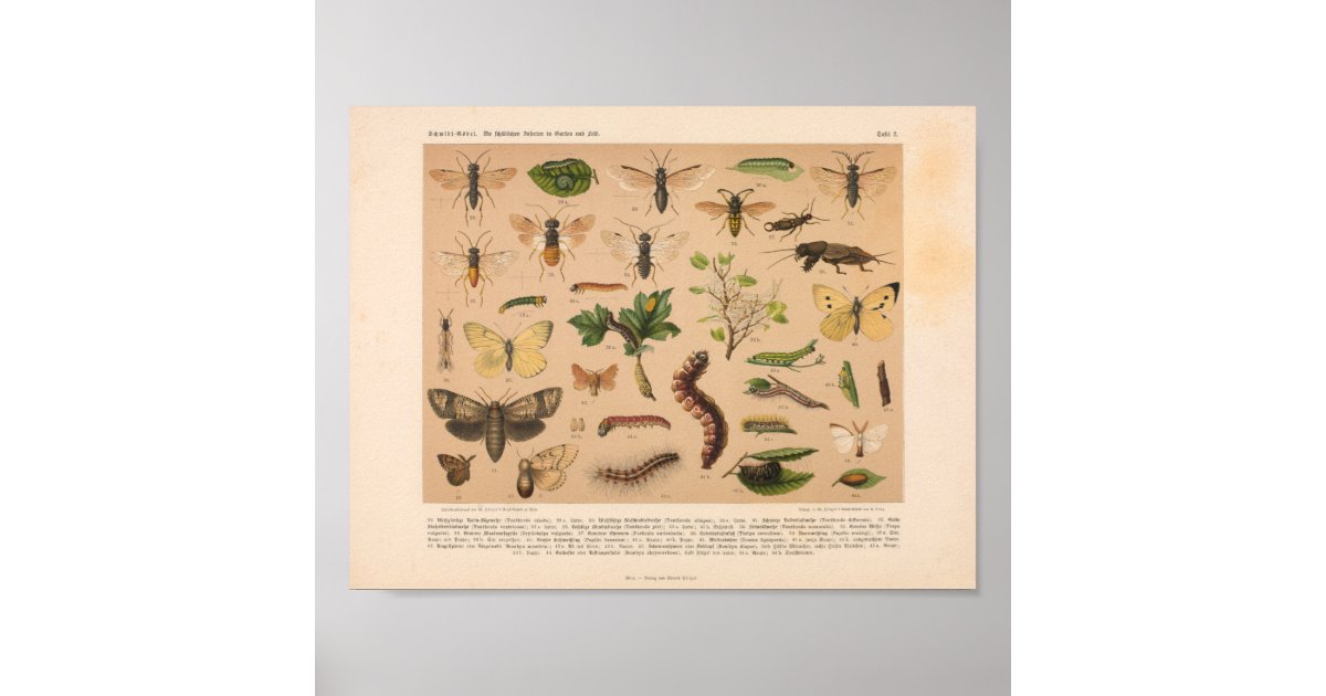 Vintage Color Insect Art Print | Zazzle