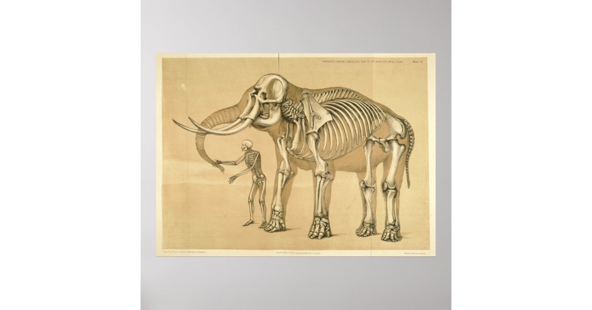 Vintage Comparative View Human and Elephant Poster | Zazzle