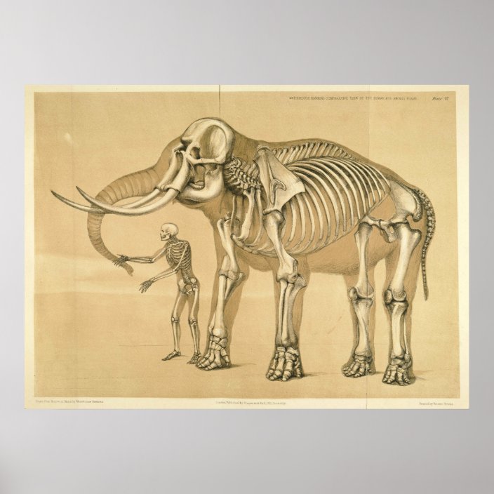 Vintage Comparative View Human and Elephant Poster | Zazzle.com