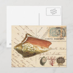 Vintage Conch shell and seashells postcard | Zazzle