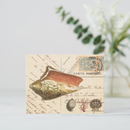 Vintage Conch shell and seashells postcard | Zazzle
