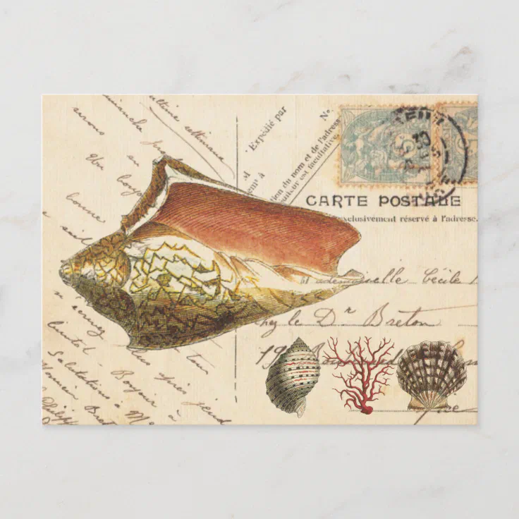 Vintage Conch shell and seashells postcard | Zazzle