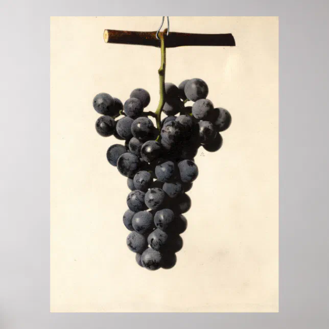 Vintage Concord Grapes Illustration Poster | Zazzle