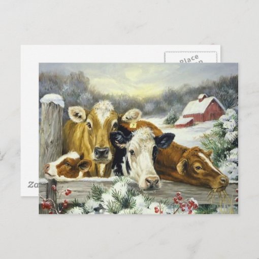Vintage Cow Image Postcard | Zazzle