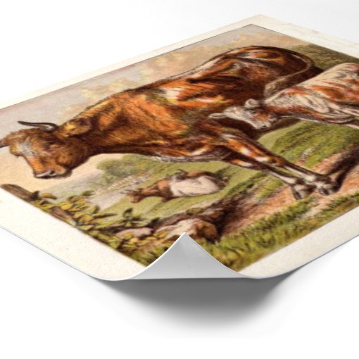Vintage Cows Poster | Zazzle