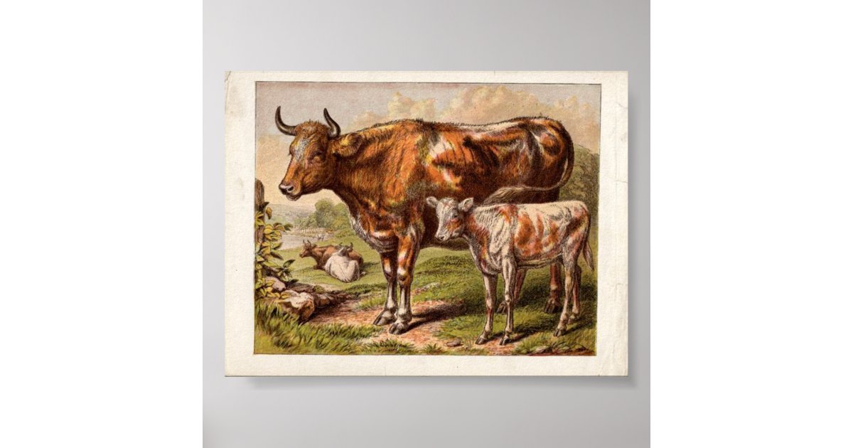 Vintage Cows Poster | Zazzle