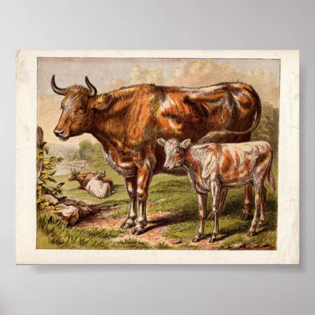 Vintage Cows Poster | Zazzle
