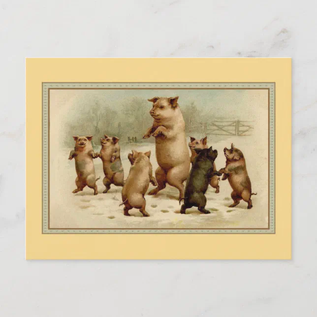 Vintage dancing pigs postcard | Zazzle