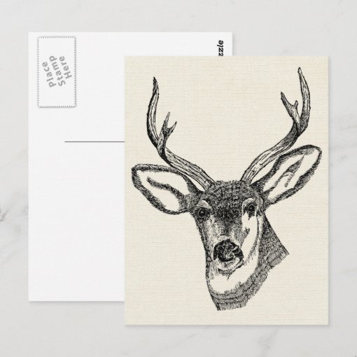 Vintage Deer Postcard | Zazzle