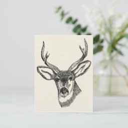 Vintage Deer Postcard | Zazzle