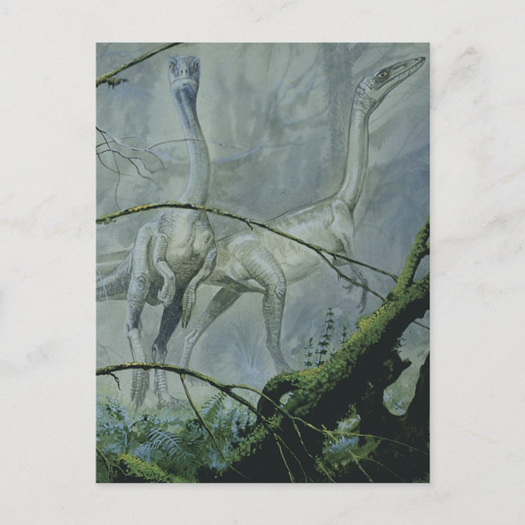 Vintage Dinosaurs, Megapnosaurus aka Syntarsus Postcard | Zazzle