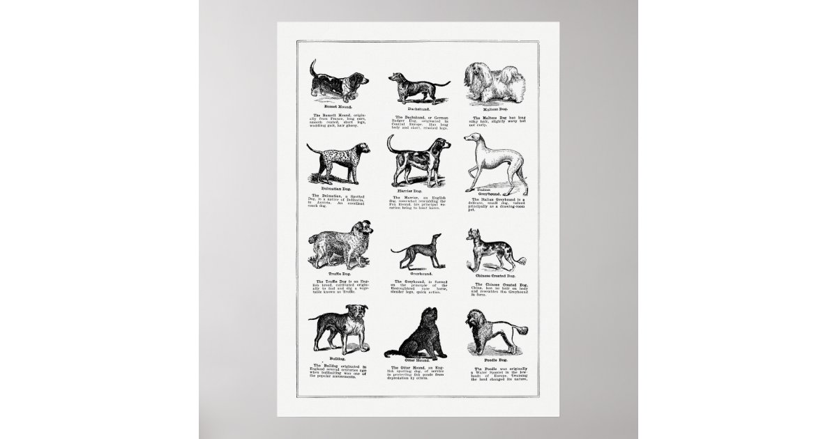 Vintage Dog Breed Illustration, Retro Dogs Poster | Zazzle