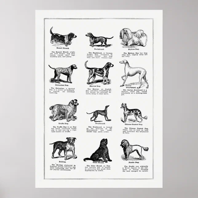 Vintage Dog Breed Illustration, Retro Dogs Poster | Zazzle