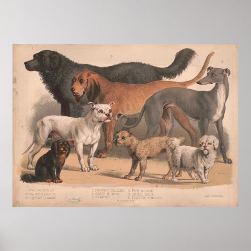 Vintage Dog Breeds Illustration (1874) Poster | Zazzle