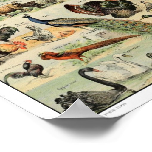 Vintage Domesticated Animals Illustration Poster | Zazzle