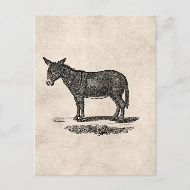 Vintage Donkey Illustration - 1800's Donkeys Postcard | Zazzle
