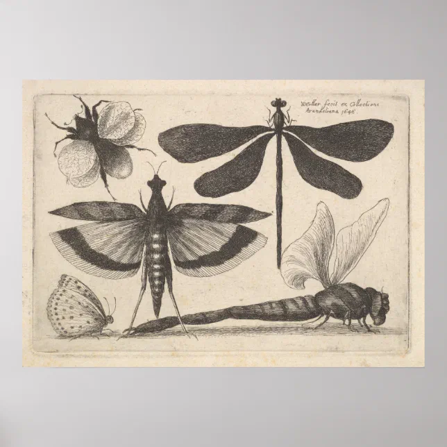 Vintage Dragonfly Bee Insect Entomology Print (61) | Zazzle