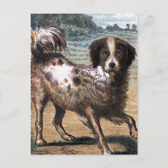 Vintage Drawing: A Stray Dog Postcard | Zazzle