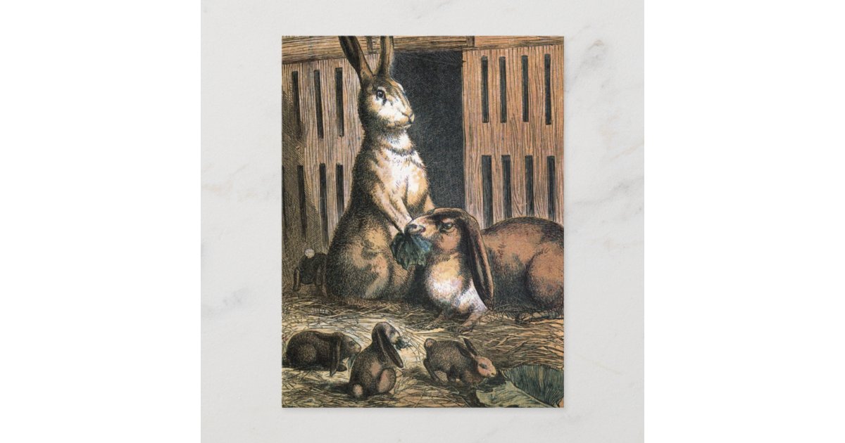 Vintage Drawing: Proud Bunny Parents Postcard | Zazzle