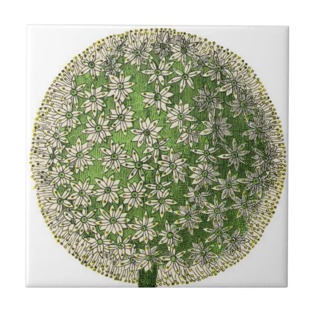 Vintage Dreams - Dandelion Tile | Zazzle