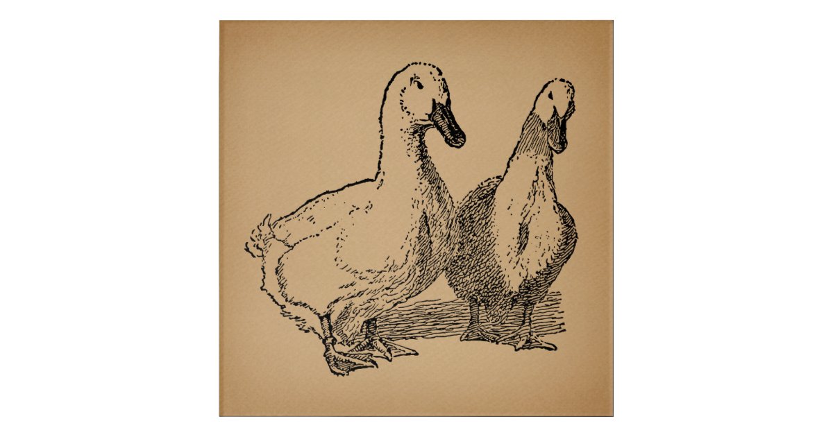 Vintage Duck Art Two Ducks Illustration | Zazzle