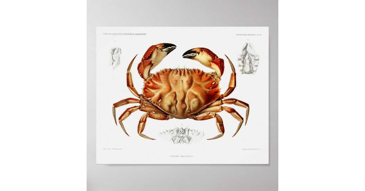 Vintage Dungeness Crab Illustration Scientific Poster | Zazzle