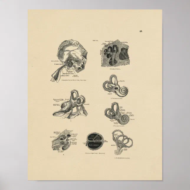 Vintage Ear Anatomy 1880 Print | Zazzle