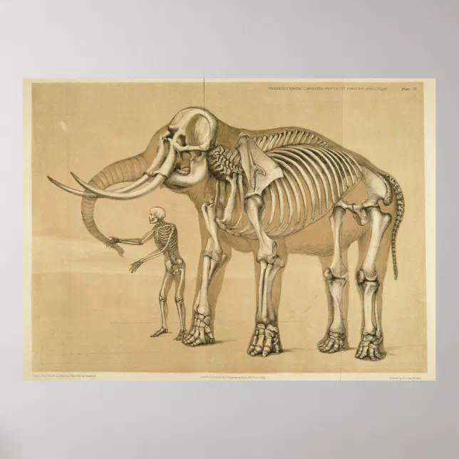 elephant skeleton drawing