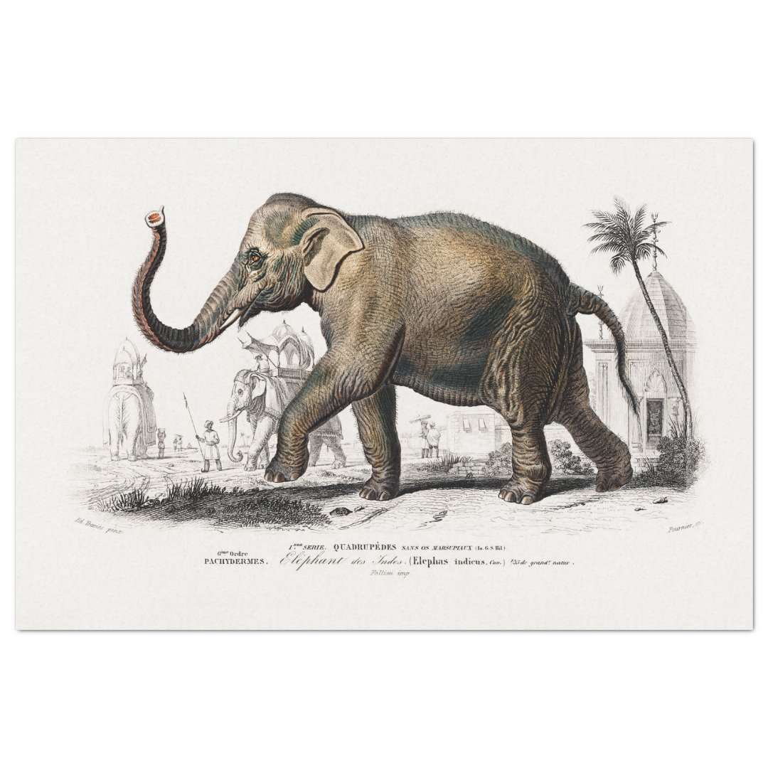 Vintage Elephant Tissue Paper | Zazzle