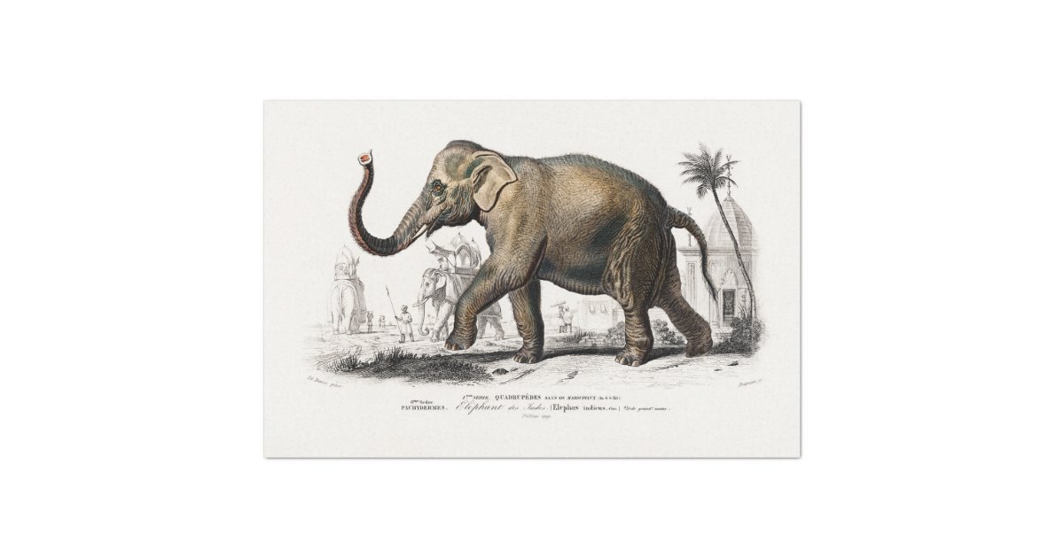 Vintage Elephant Tissue Paper | Zazzle
