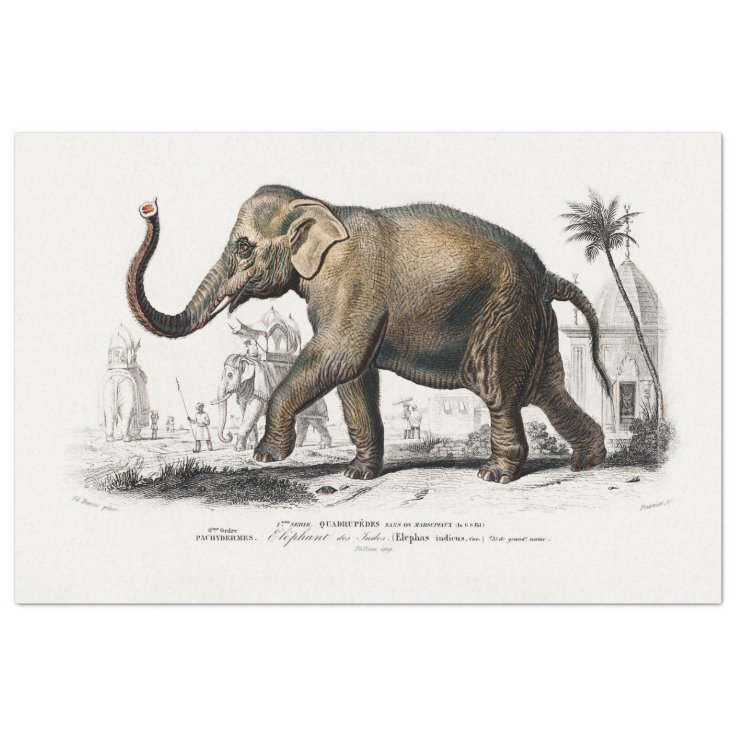 Vintage Elephant Tissue Paper | Zazzle