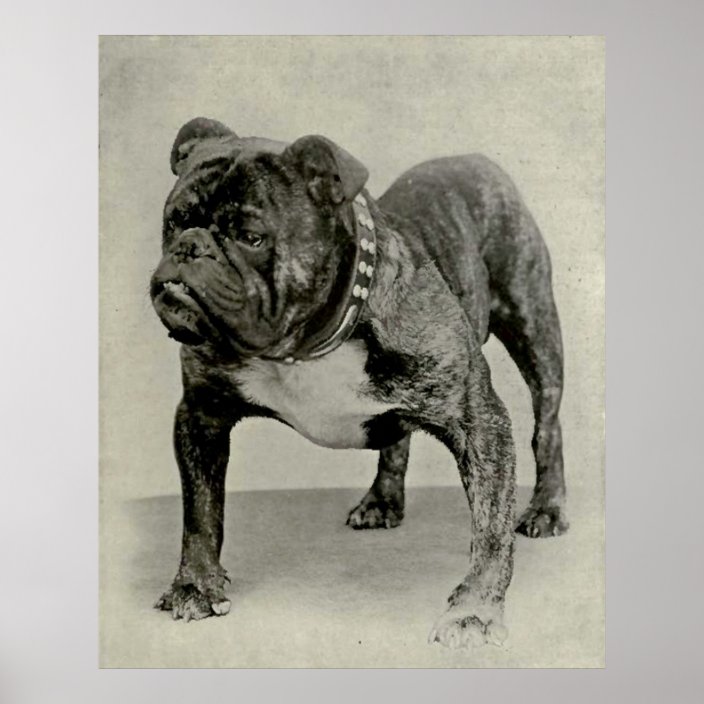 Vintage English Bulldog Photograph Poster | Zazzle.com