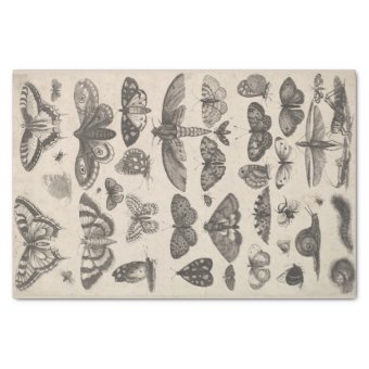 Vintage Entomology Lepidoptera Insects Decoupage Tissue Paper | Zazzle