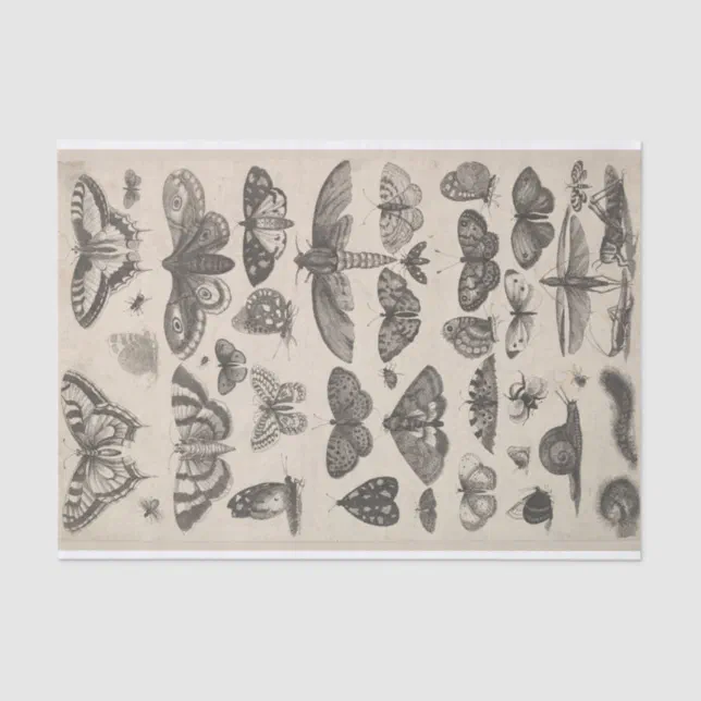 Vintage Entomology Lepidoptera Insects Decoupage Tissue Paper | Zazzle