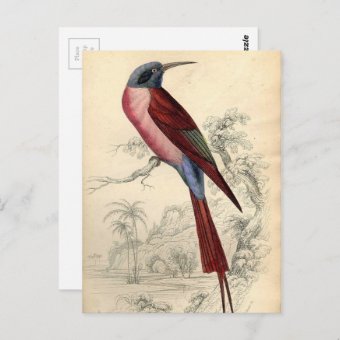 Vintage Exotic Bird Postcard | Zazzle