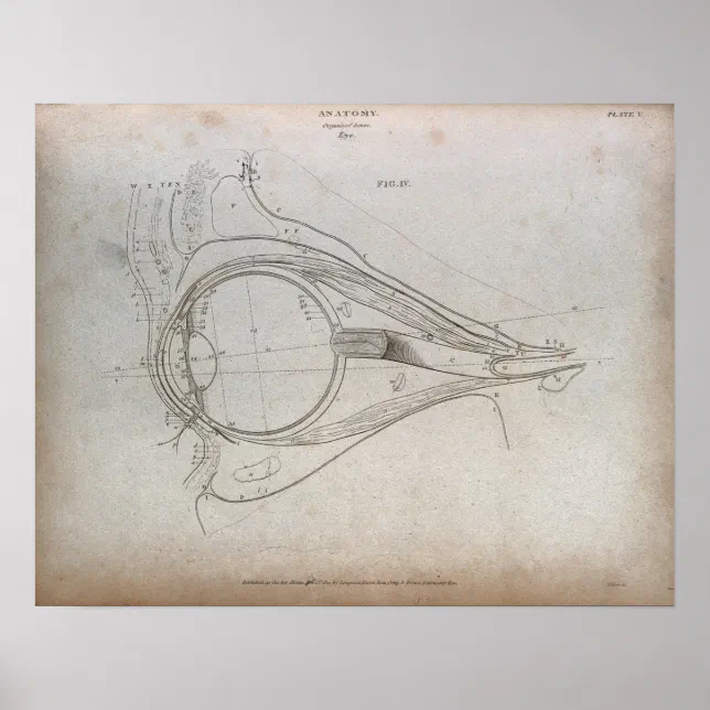 Vintage Eye Diagram Etching Print Poster | Zazzle