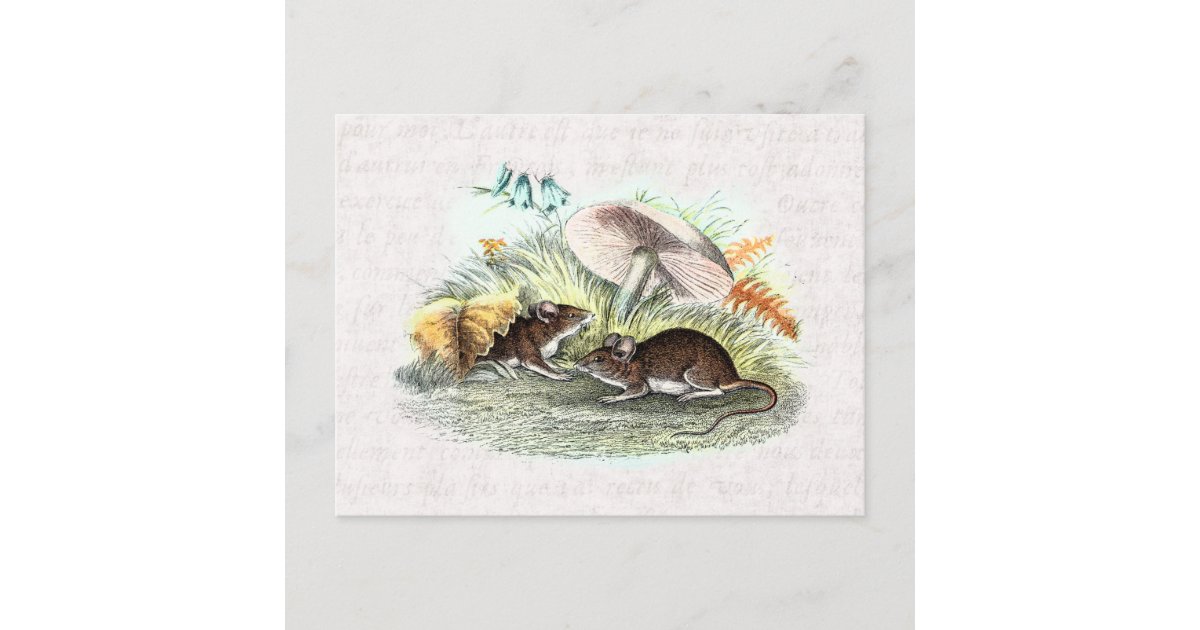 Vintage Field Mouse w Mushrooms Old Retro Mice Postcard | Zazzle