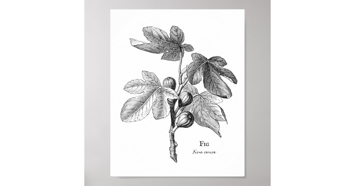 Vintage Fig Botanical Illustration Poster | Zazzle