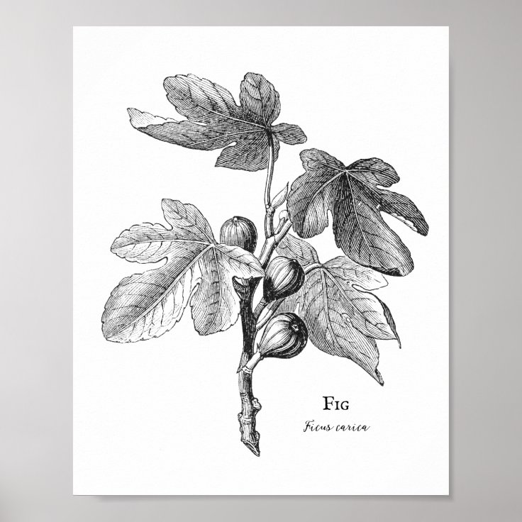 Vintage Fig Botanical Illustration Poster | Zazzle