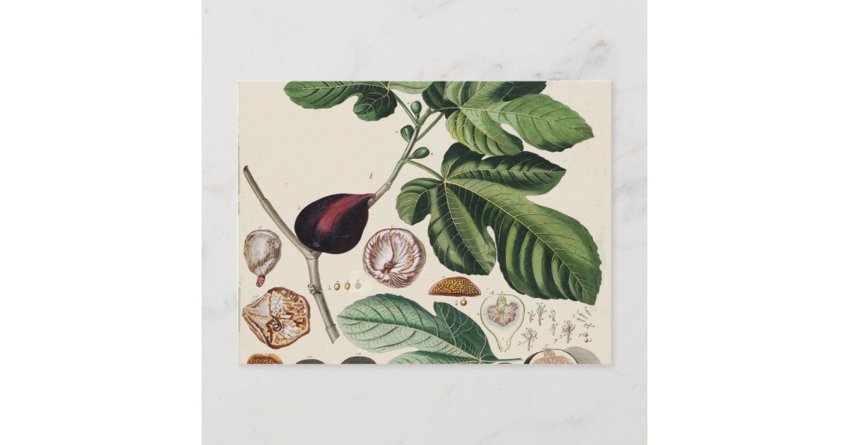 Vintage Figs Botanical Print Postcard | Zazzle