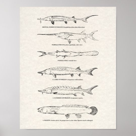 Vintage Fish Chart - Sturgeon and Paddlefish | Zazzle.com