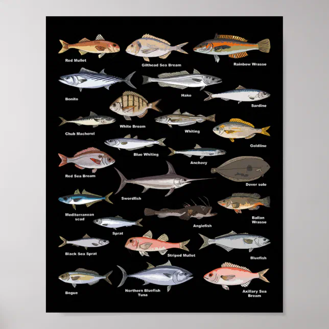 Vintage Fish Identification Chart Fishing | Zazzle