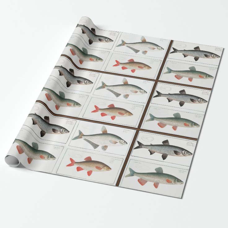 Vintage Fish Illustrations Wrapping Paper | Zazzle