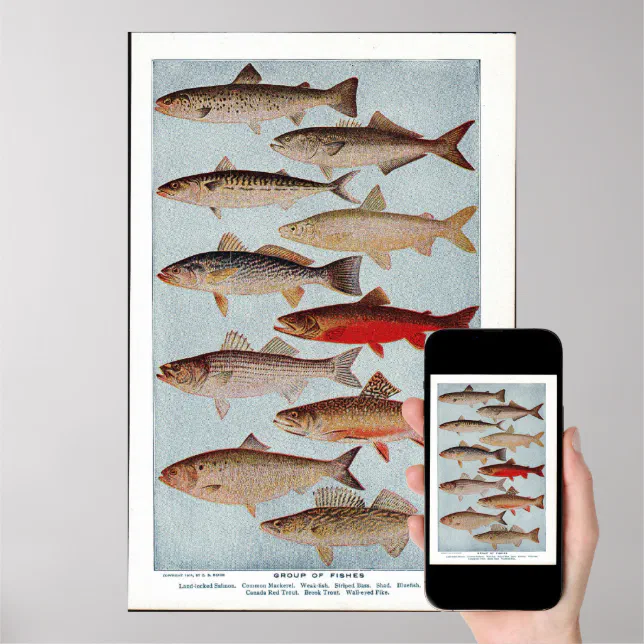 Vintage Fish Poster | Zazzle