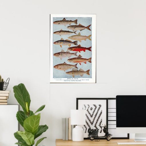 Vintage Fish Poster | Zazzle
