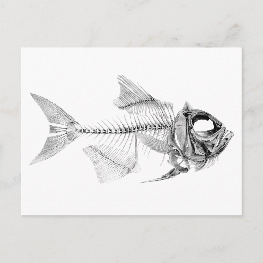 Vintage fish skeleton etching postcard | Zazzle