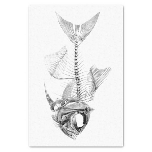 Vintage fish skeleton etching tissue paper | Zazzle