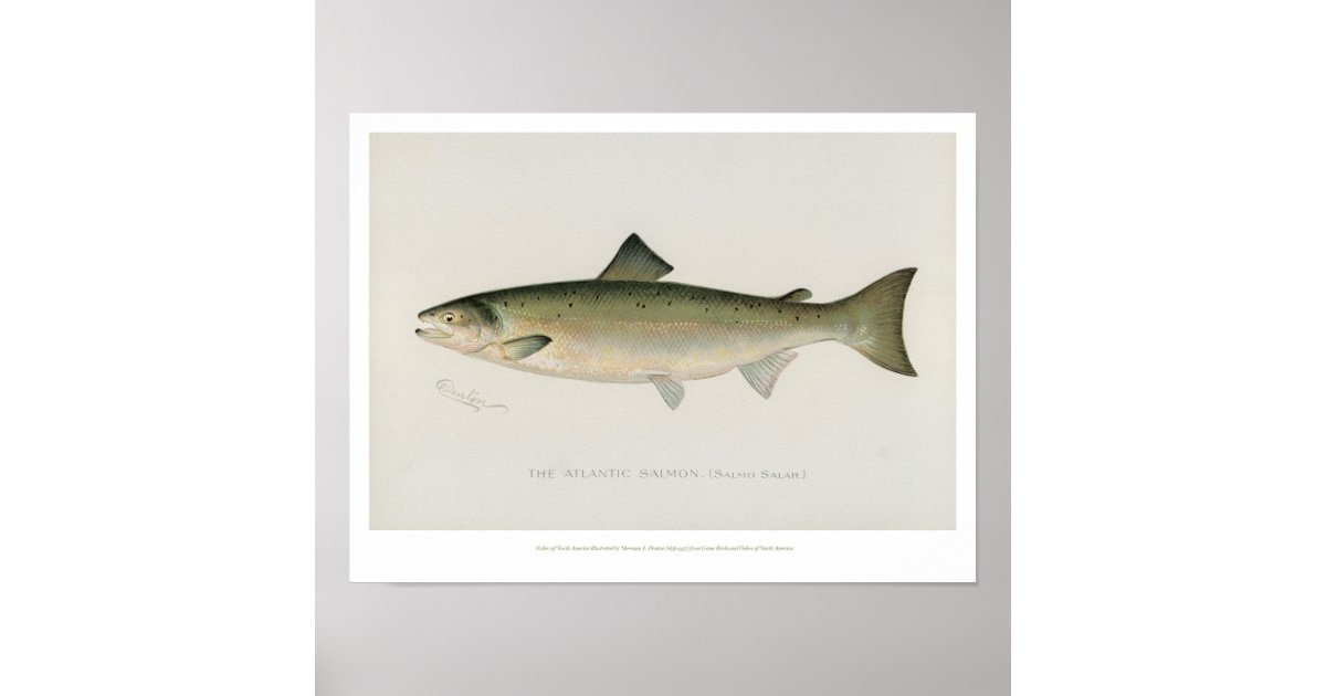 Vintage Fishes - Atlantic Salmon - Poster | Zazzle