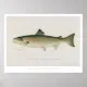 Vintage Fishes - Atlantic Salmon - Poster | Zazzle